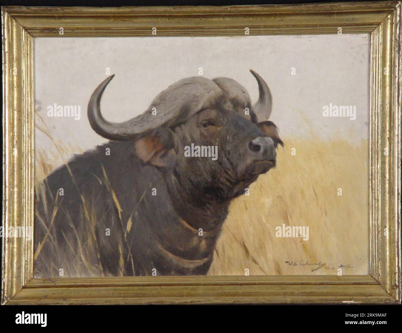 Kop van een afrikaanse buffel hi-res stock photography and images - Alamy