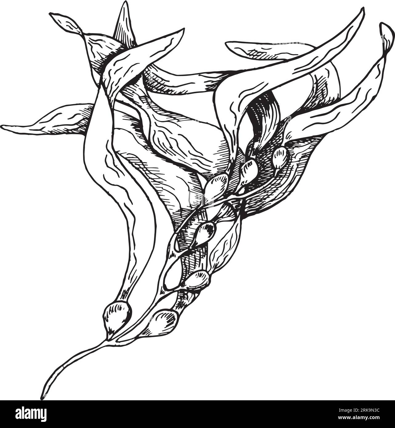 Vector sea plant ink hand drawn illustration isolated on white ...