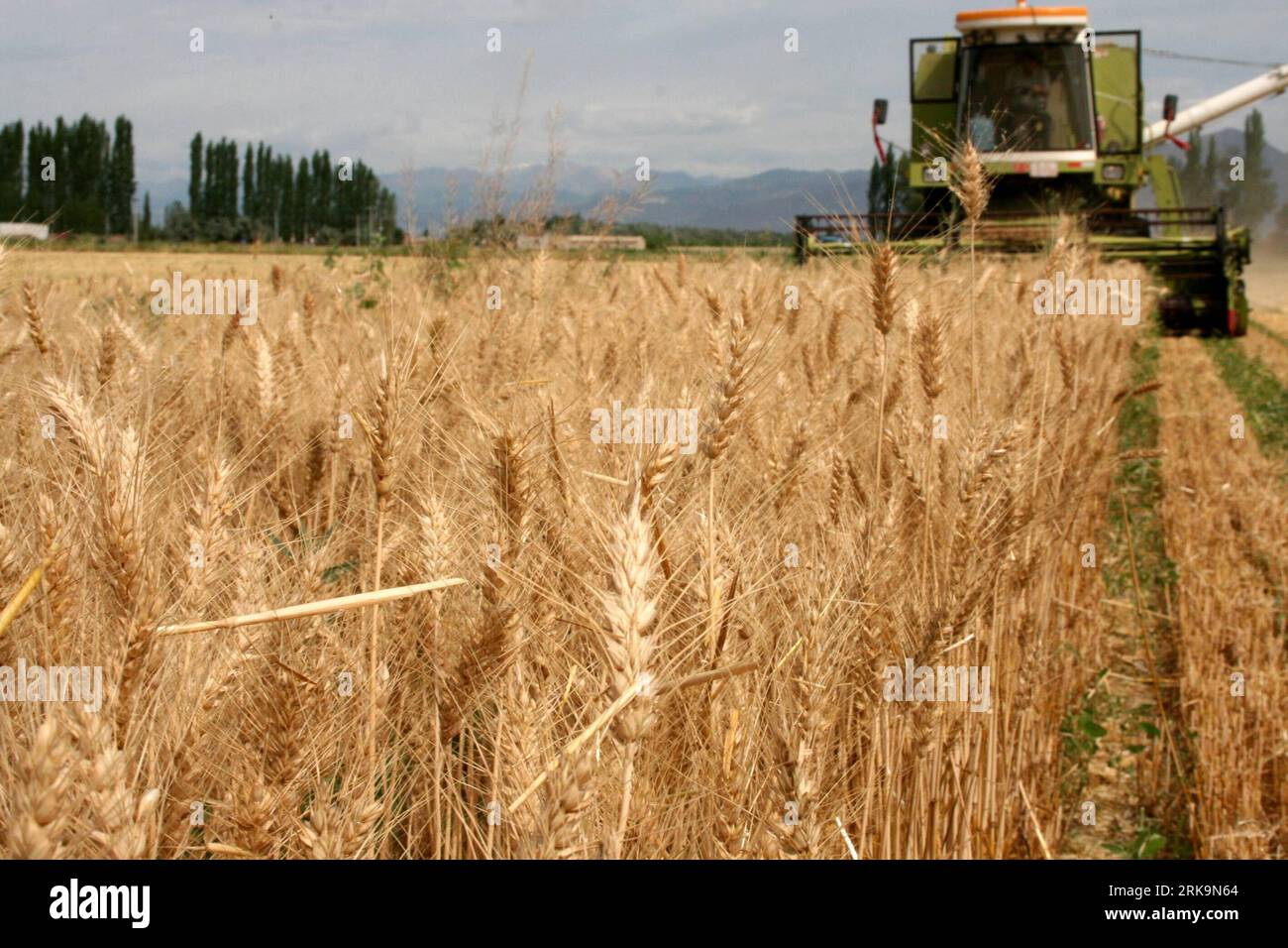 Wheat corps hi-res stock photography and images - Alamy