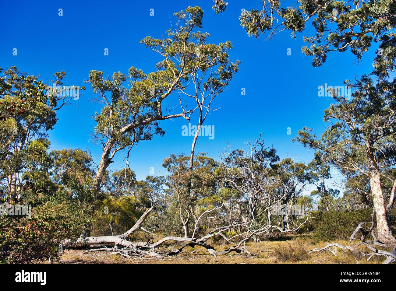 Vegetation with fallen tree in the dry and arid outback north of the ...
