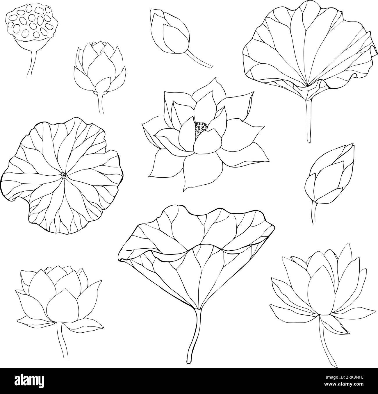 Lotos buds Stock Vector Images - Alamy