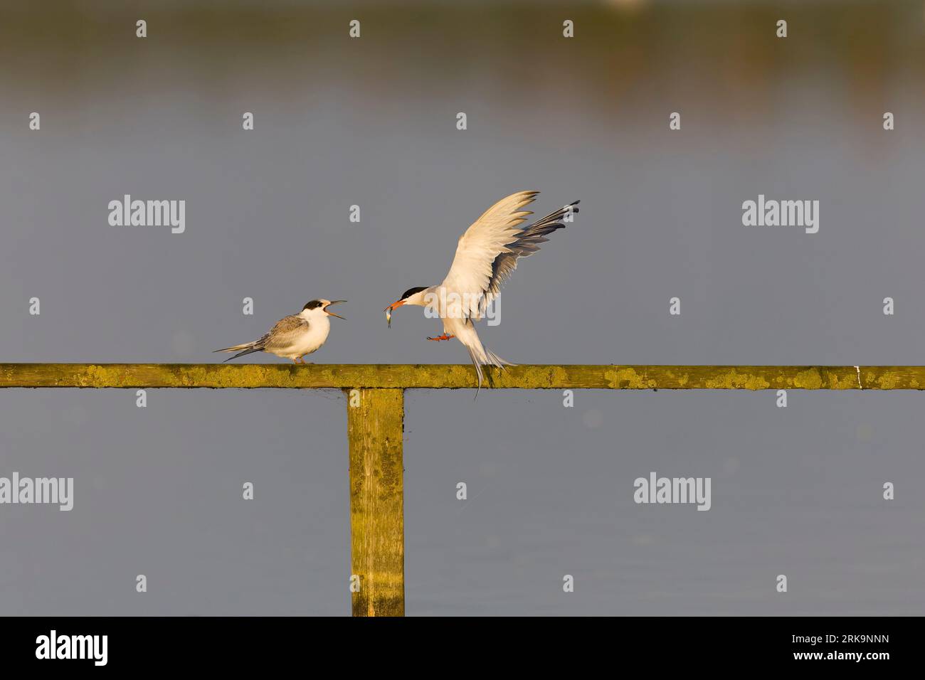Common tern Sterna hirundo, adult flying with fish in beak to feed to ...