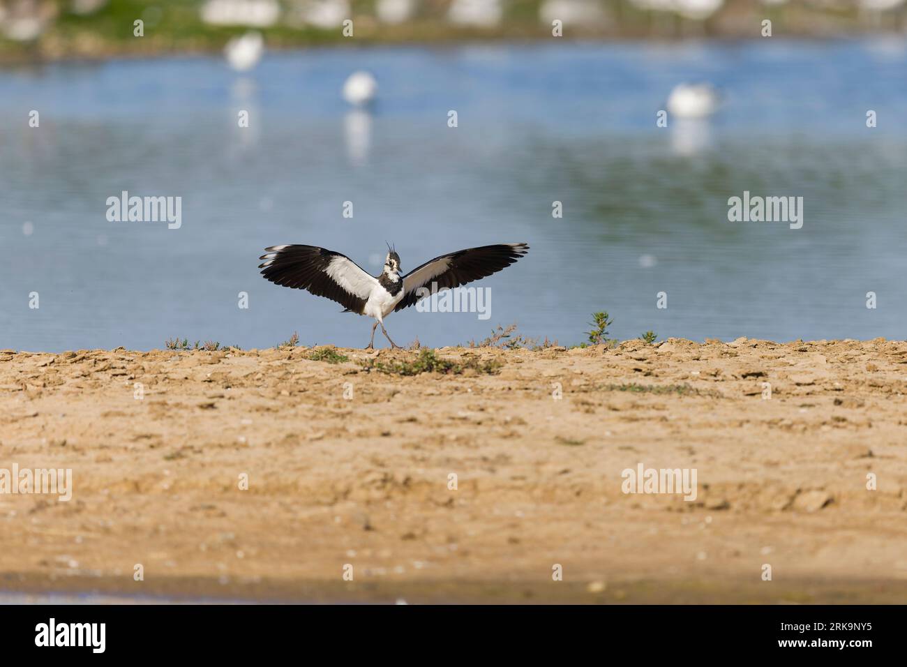 Northern lapwing Vanellus vanellus, juvenile walking with open wings ...