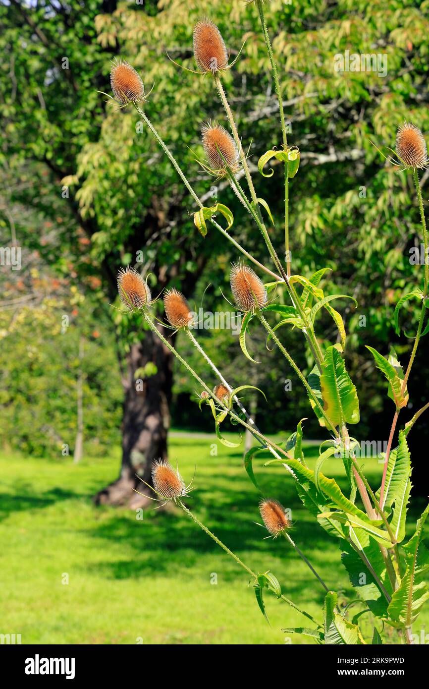 Common teasel plants hi-res stock photography and images - Alamy