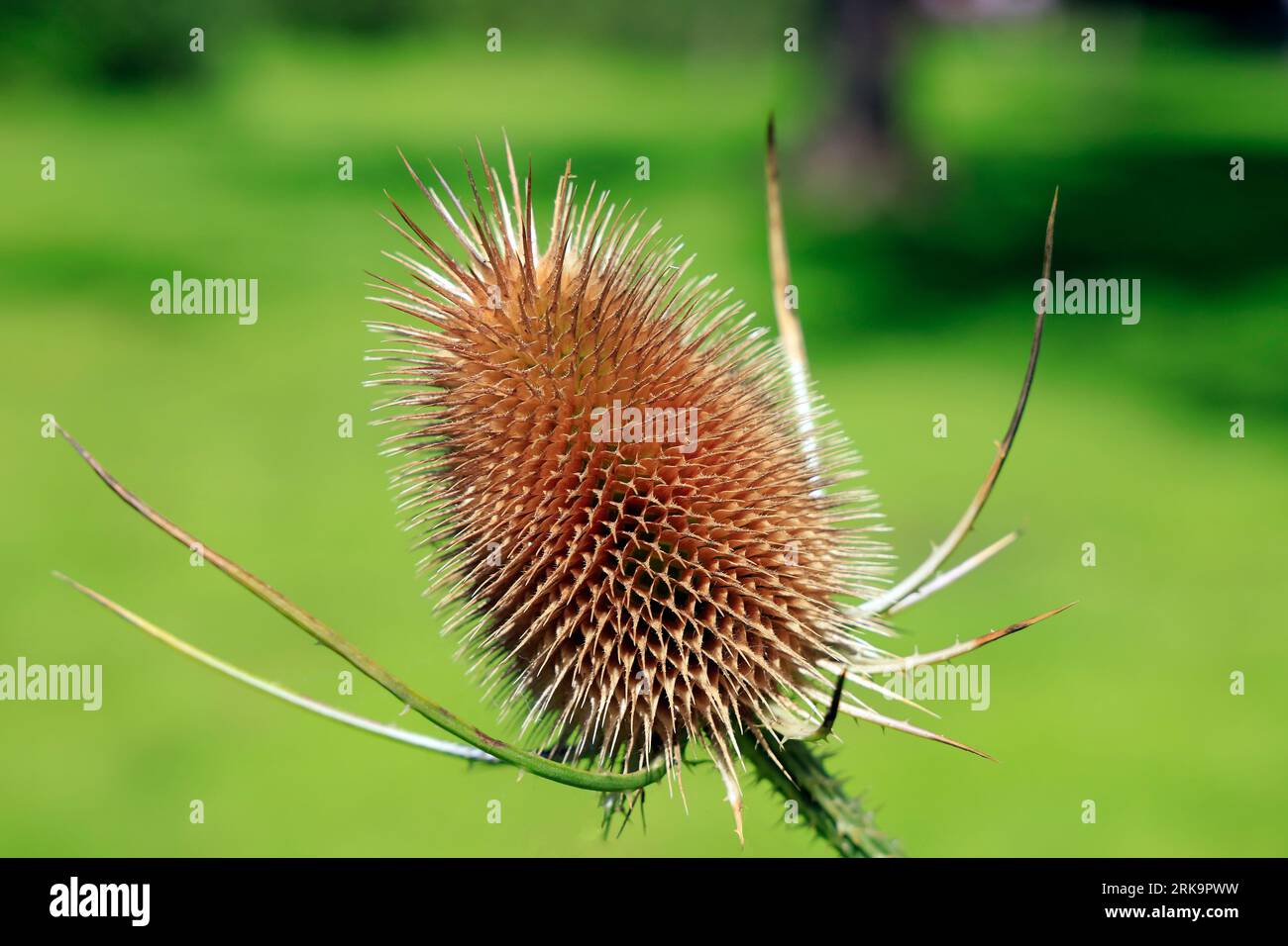 Single common teasel (Dipsacus fullonum) . Family Caprifoliaceae ...