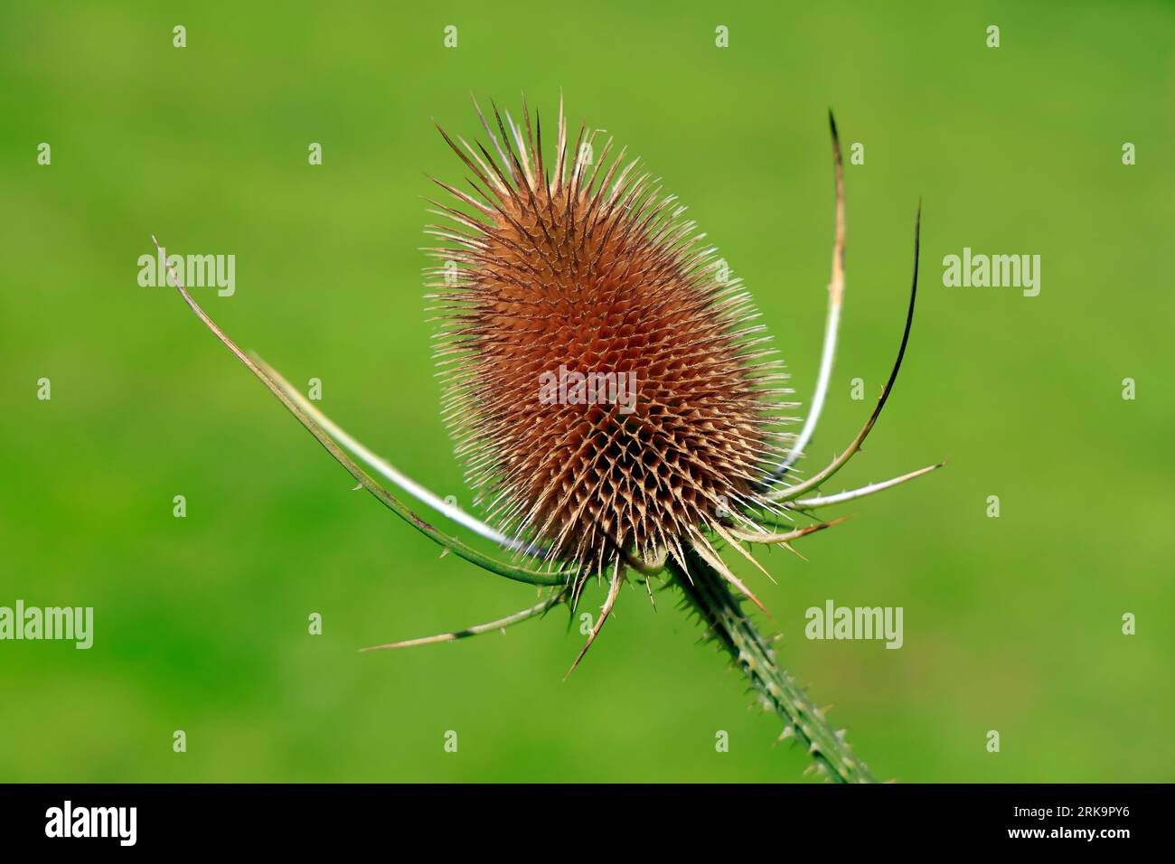 Single common teasel (Dipsacus fullonum) . Family Caprifoliaceae ...