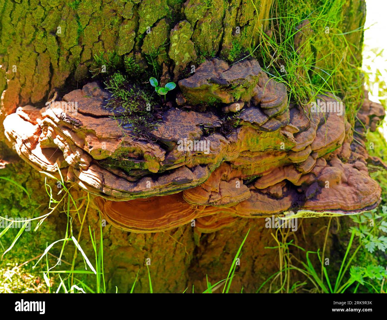 Tree fungus parasitic bracket hi-res stock photography and images - Alamy
