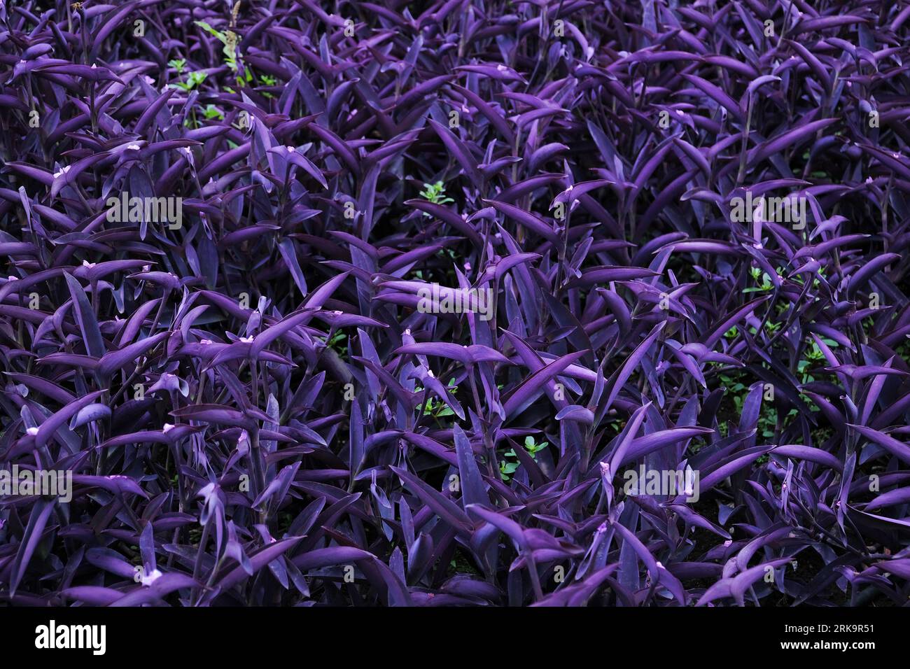 Tradescantia pallida named Purple Queen or Purple Heart nature ...