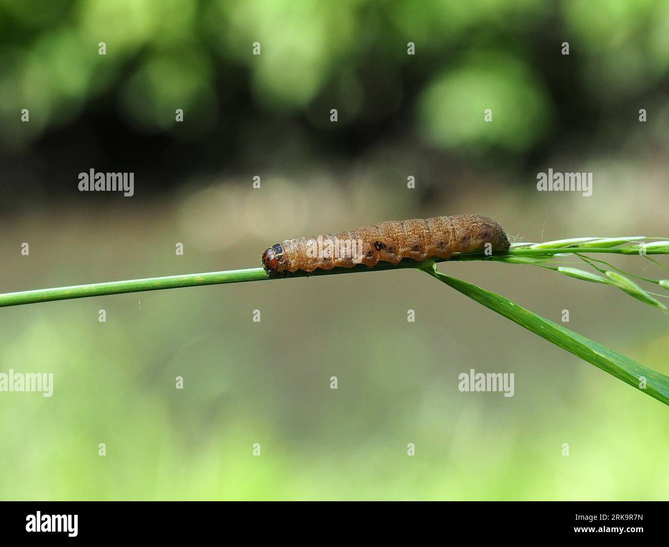Raupe schmetterlingsraupe hi-res stock photography and images - Alamy