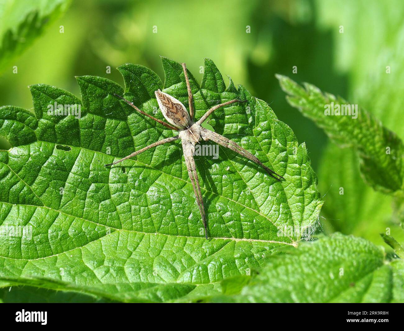 Spider, Listspinne, Pisaure admirable, Pisaura mirabilis, csodáspók ...