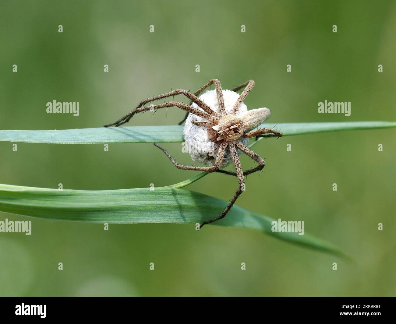 Spider with cocoon, Listspinne, Pisaure admirable, Pisaura mirabilis ...