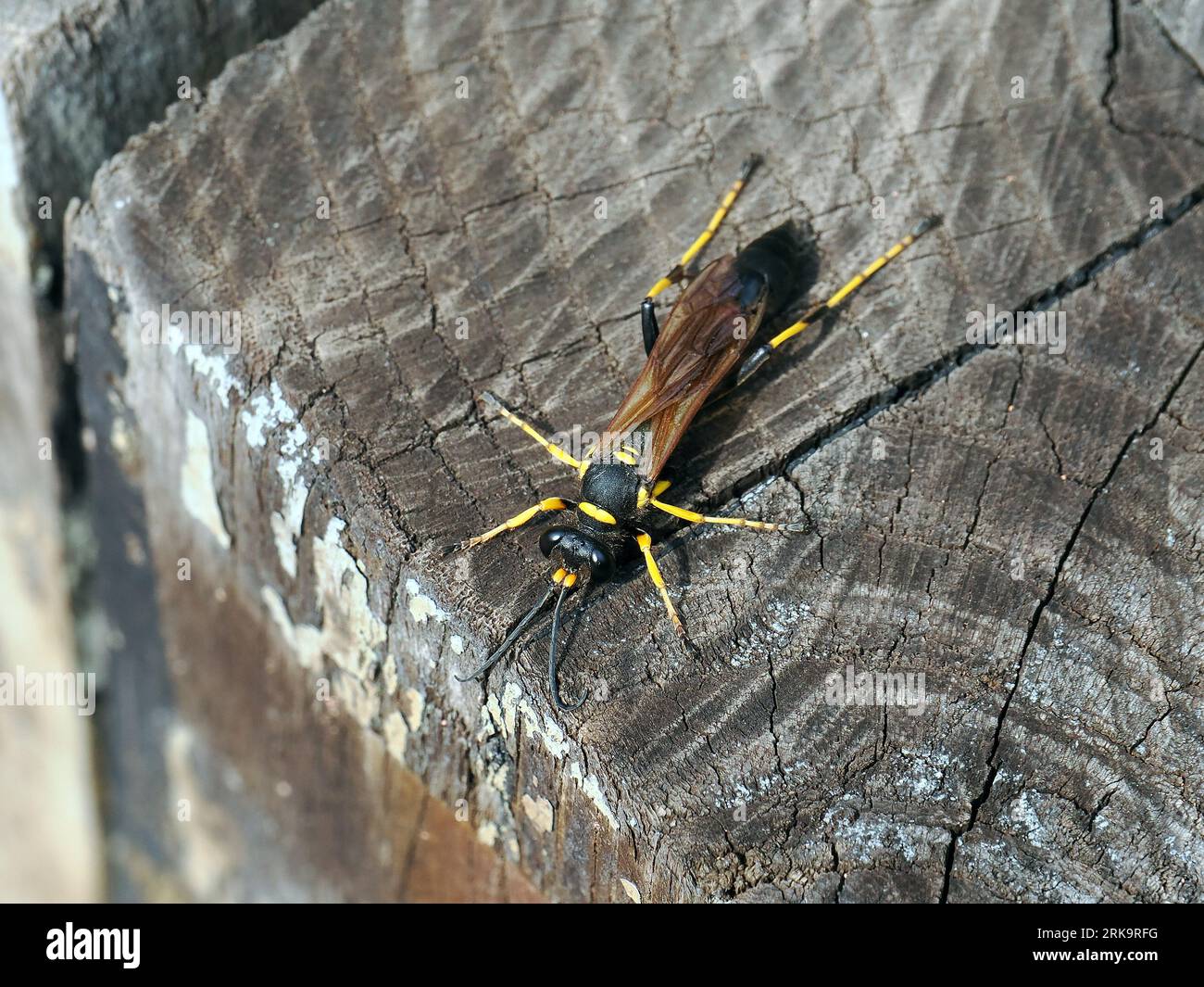 Mud dauber (sceliphron caementarium) hi-res stock photography and ...