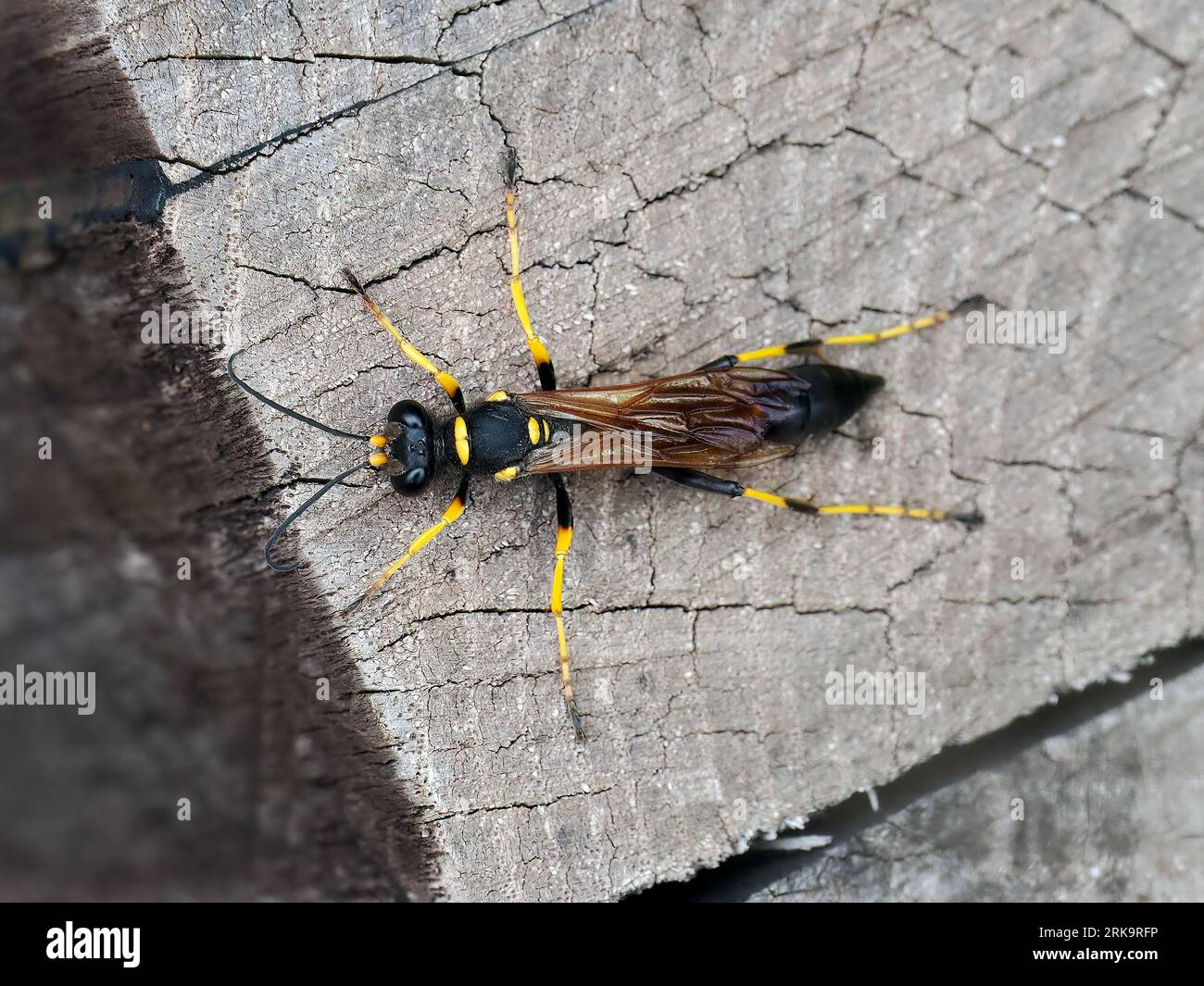 yellow-legged mud-dauber wasp, black-and-yellow mud dauber, Sceliphron ...