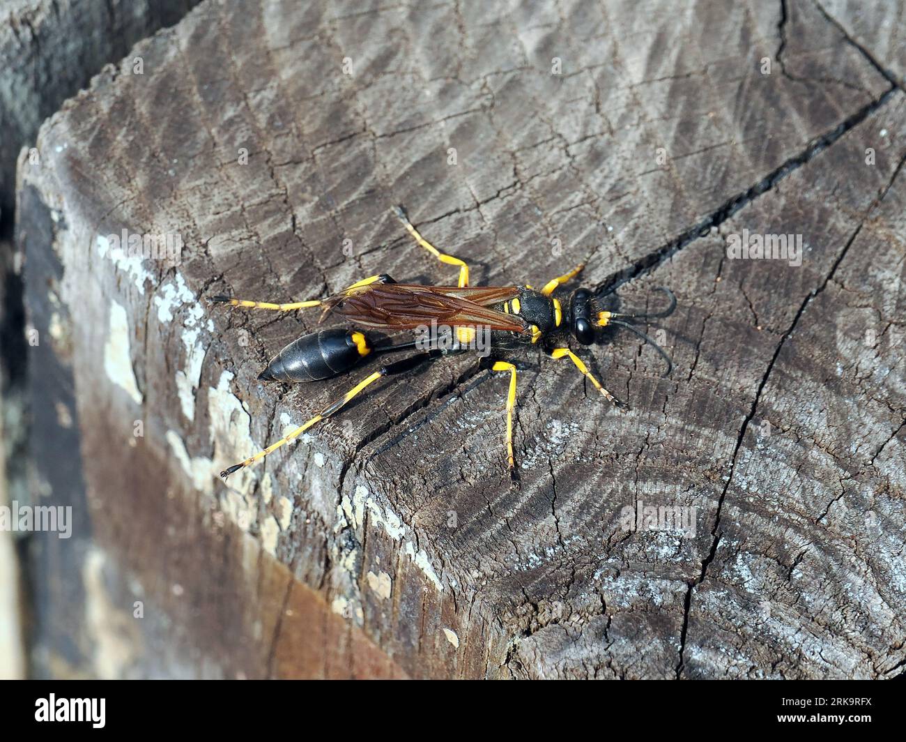 yellow-legged mud-dauber wasp, black-and-yellow mud dauber, Sceliphron ...