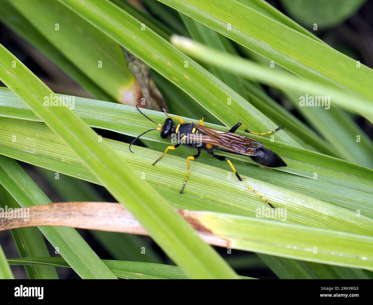 yellow-legged mud-dauber wasp, black-and-yellow mud dauber, Sceliphron ...