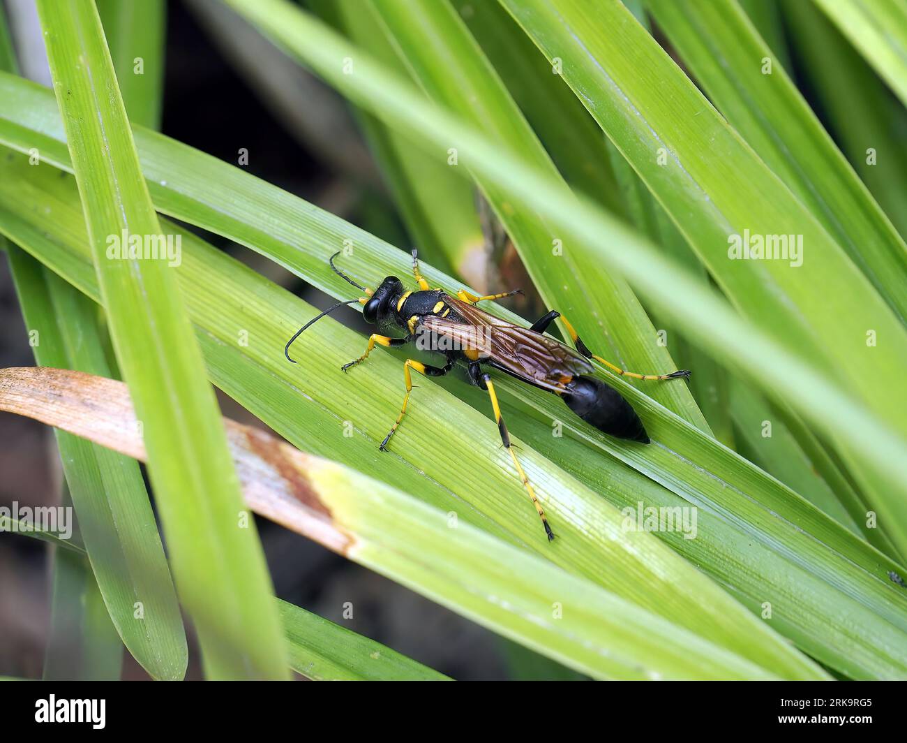 yellow-legged mud-dauber wasp, black-and-yellow mud dauber, Sceliphron ...