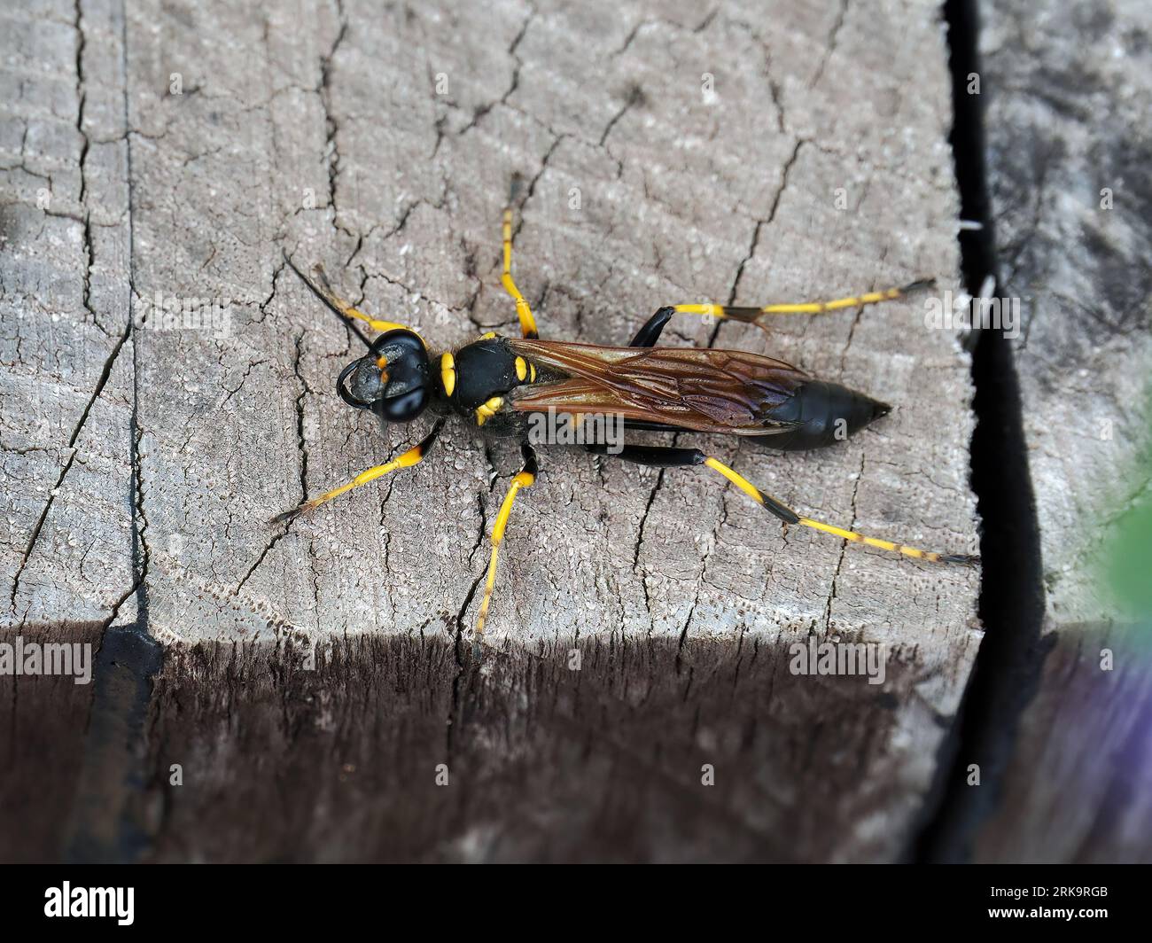 yellow-legged mud-dauber wasp, black-and-yellow mud dauber, Sceliphron ...