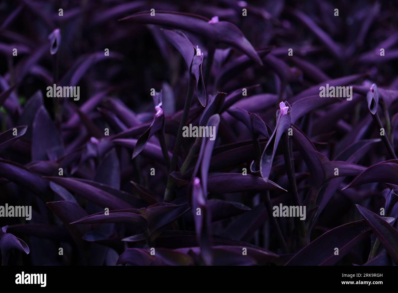 Tradescantia pallida named Purple Queen or Purple Heart nature ...