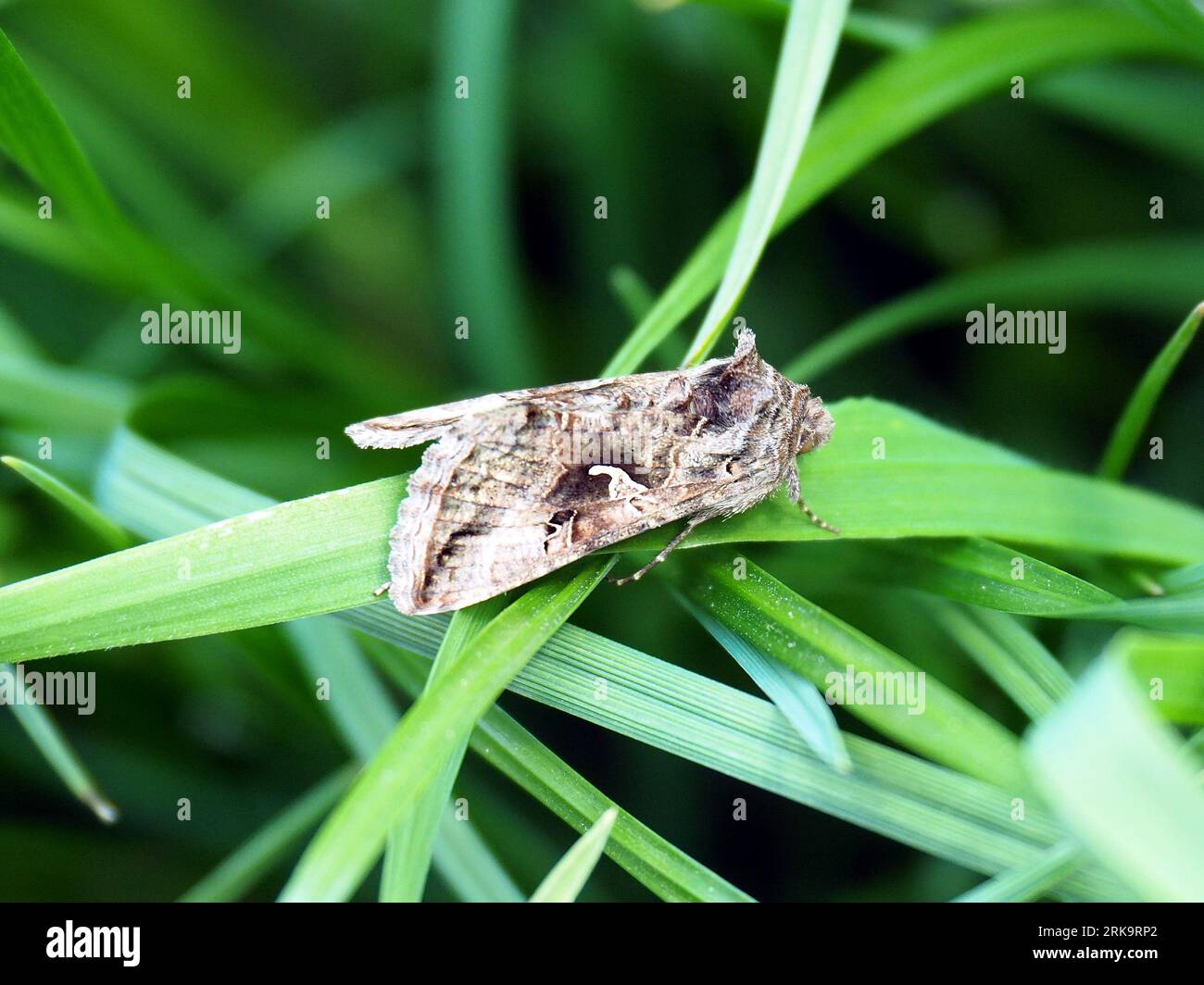 Gamma bagolylepke hi-res stock photography and images - Alamy