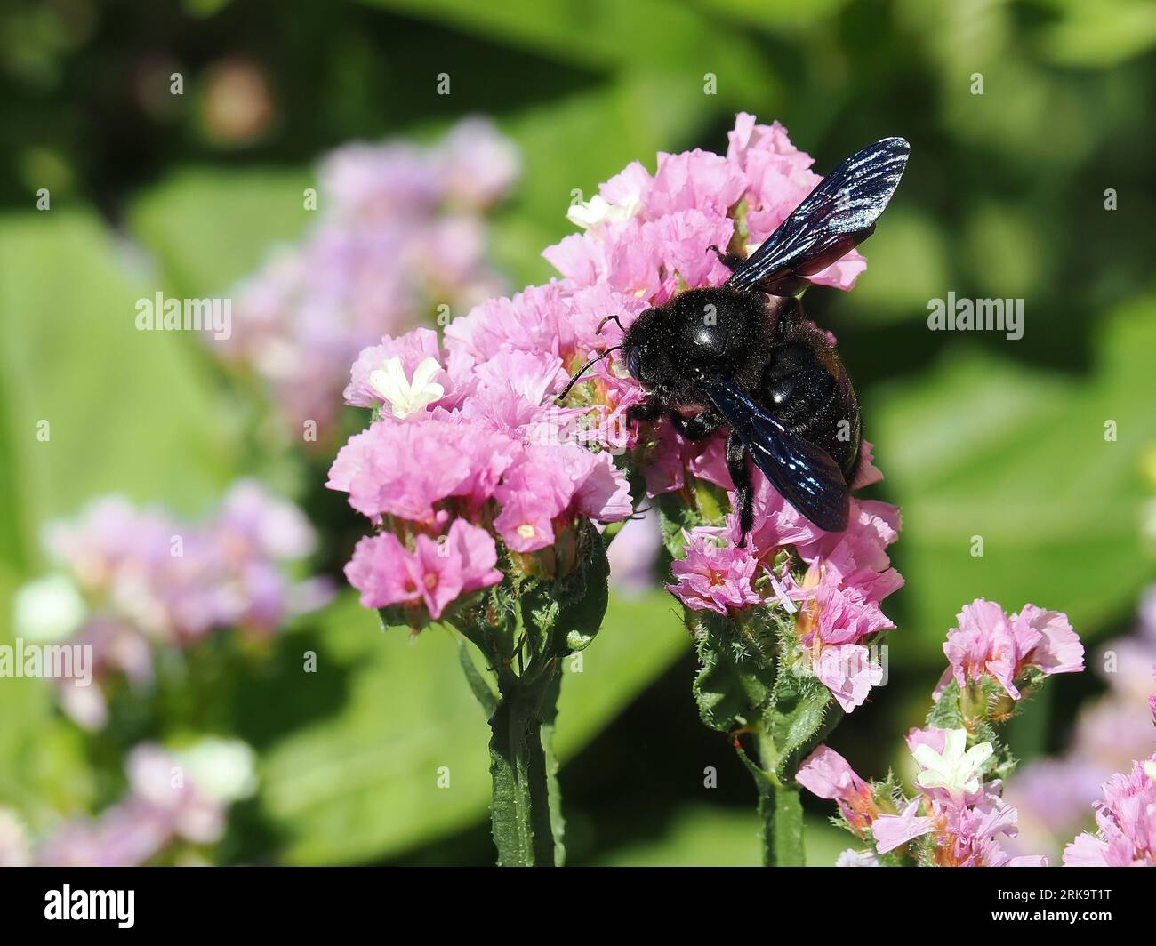 violet carpenter bee, Große Holzbiene, abeille perce-bois, Xylocopa ...