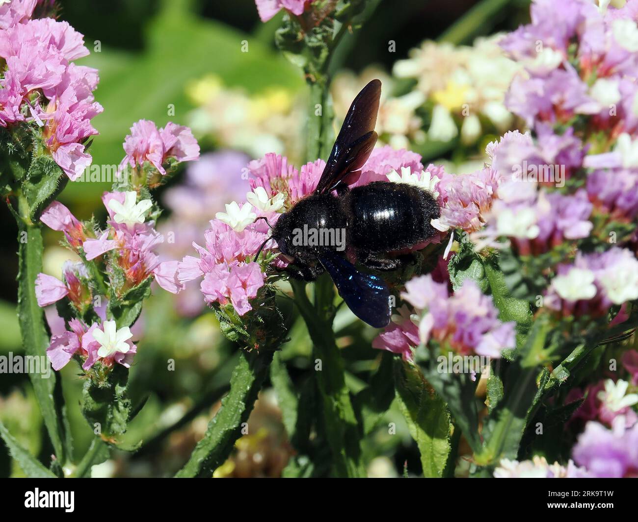 violet carpenter bee, Große Holzbiene, abeille perce-bois, Xylocopa ...