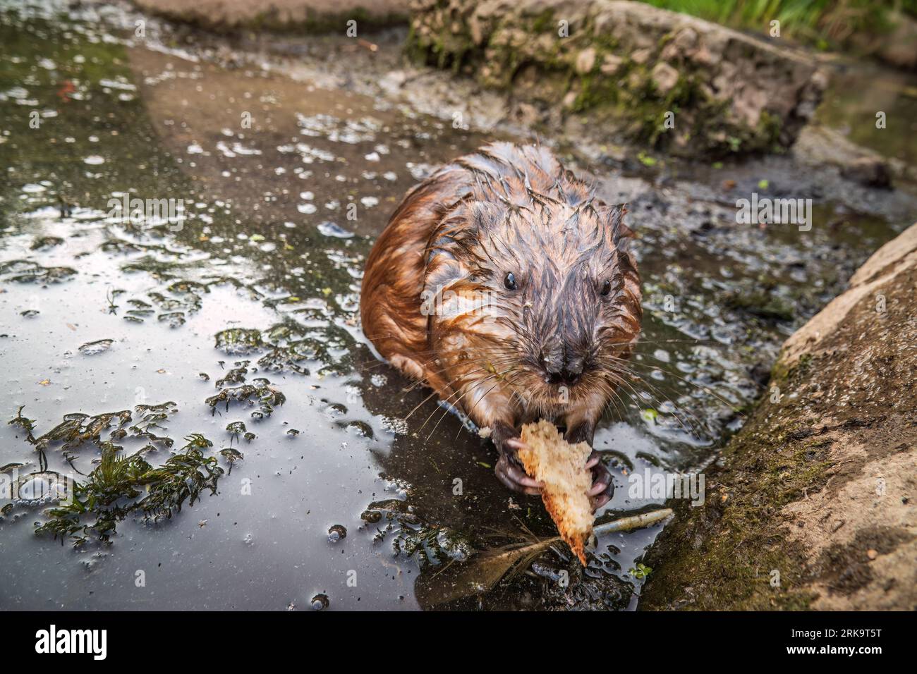Wild animal Muskrat, Ondatra zibethicuseats, eats on the river bank. Muskrat, Ondatra zibethicus ...