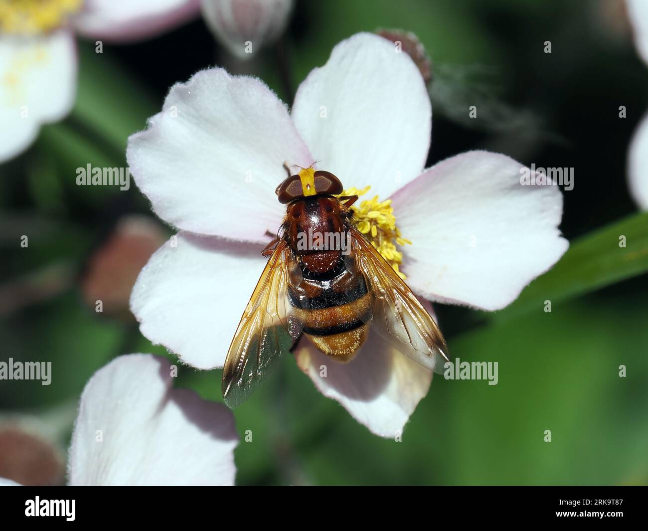Hummelschwebfliege hi-res stock photography and images - Alamy