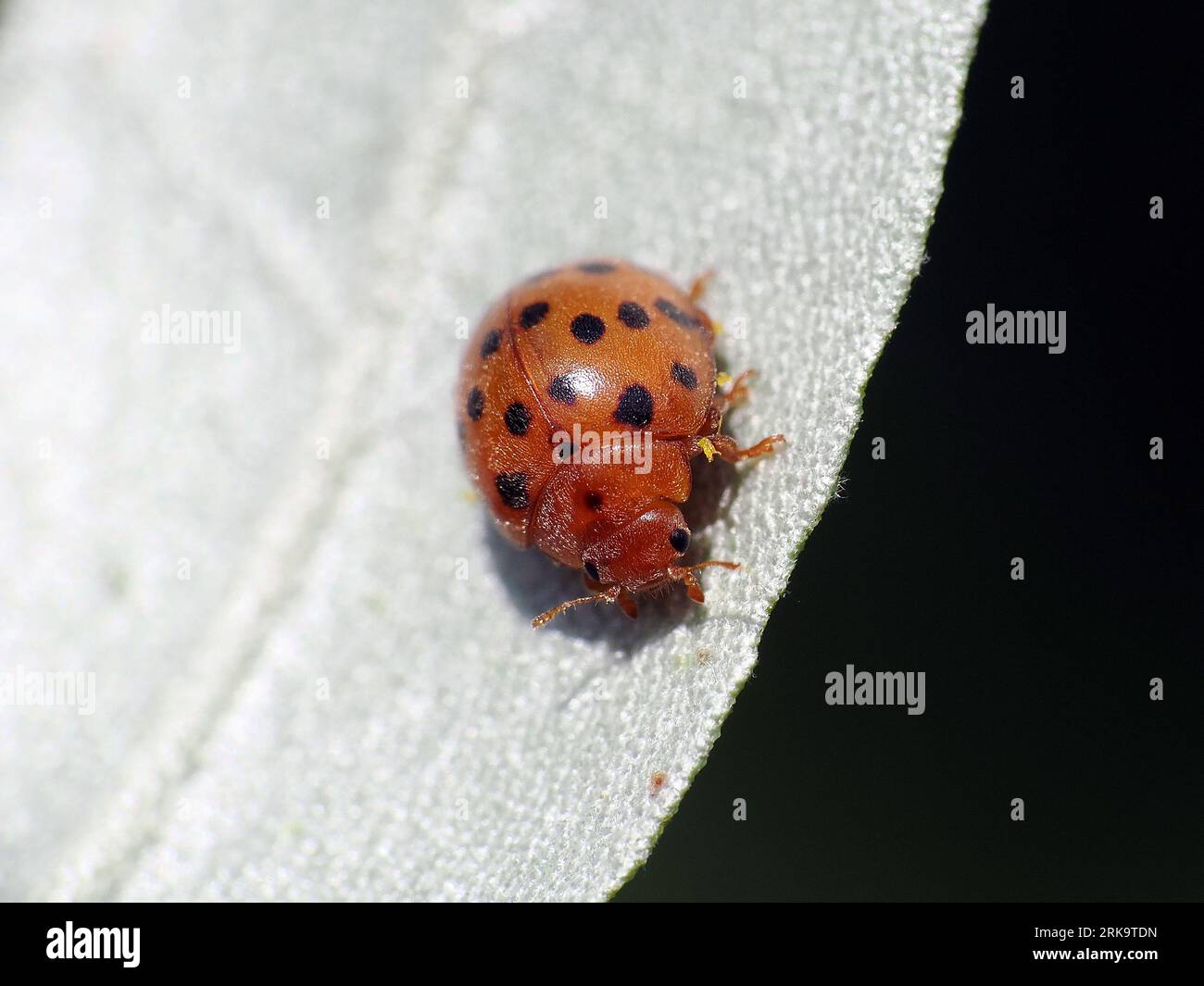 Coccinelle (marienkäfer) hi-res stock photography and images - Alamy