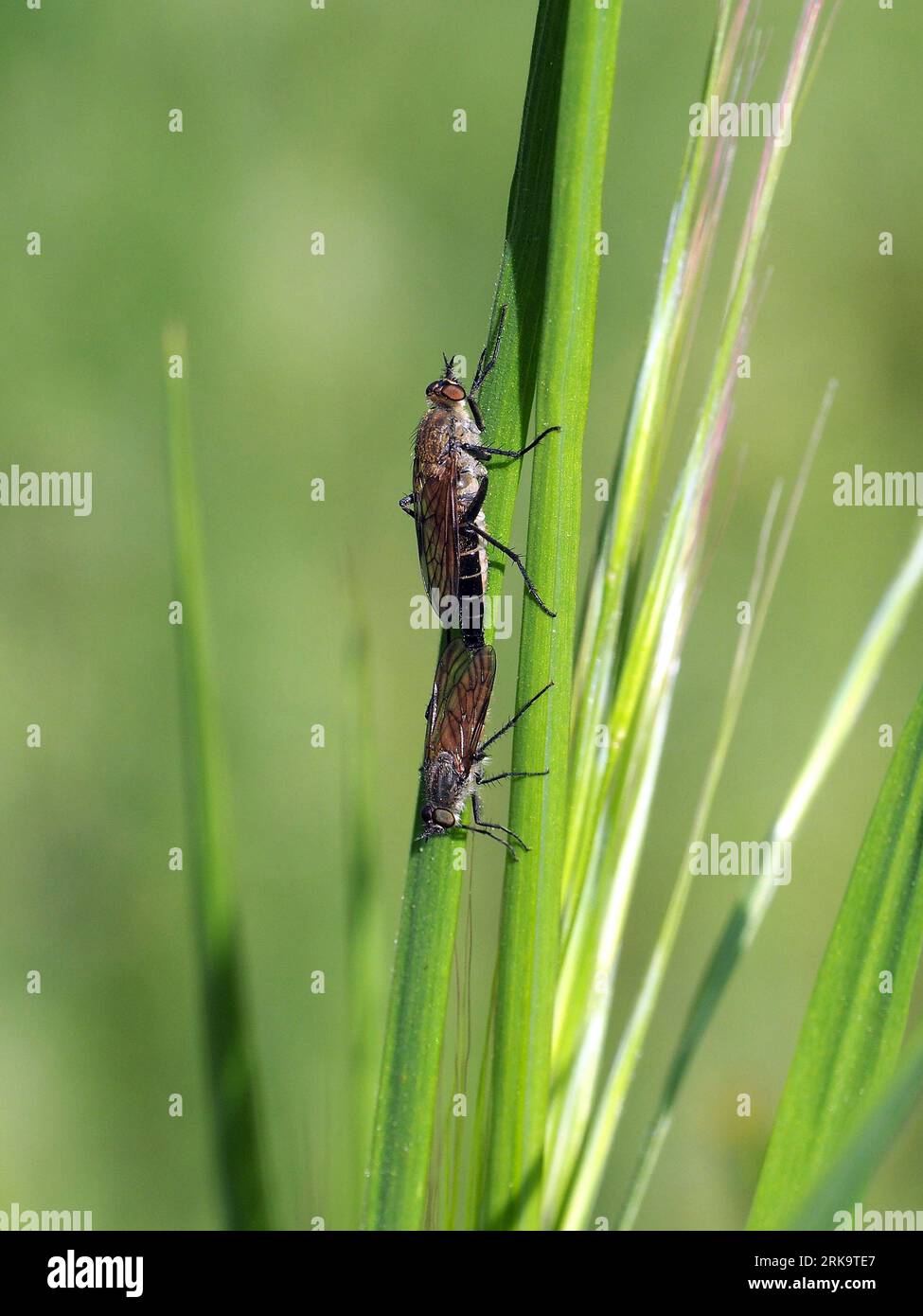 Stiletto flies hi-res stock photography and images - Alamy