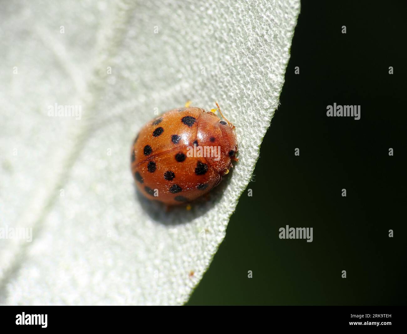 24-spot ladybird, coccinelle des légumineuses, Vierundzwanzigpunkt ...