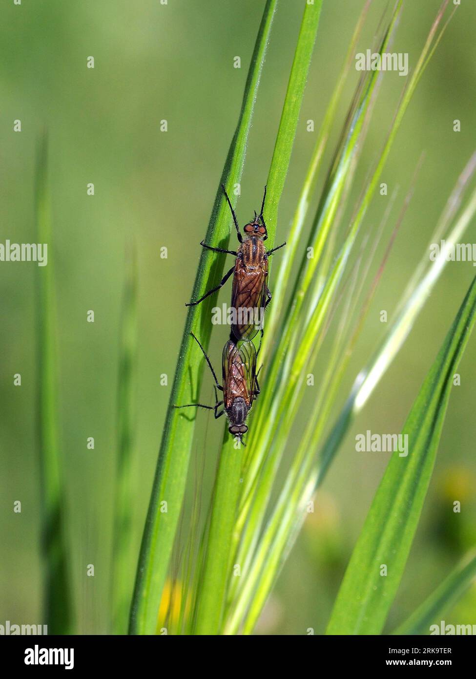 Stiletto flies hi-res stock photography and images - Alamy