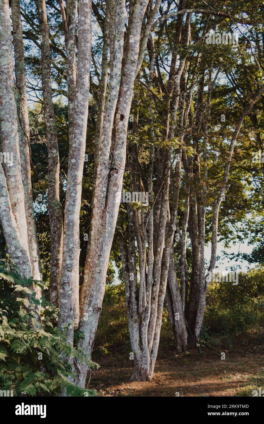 trees lined up in the forest Stock Photo - Alamy