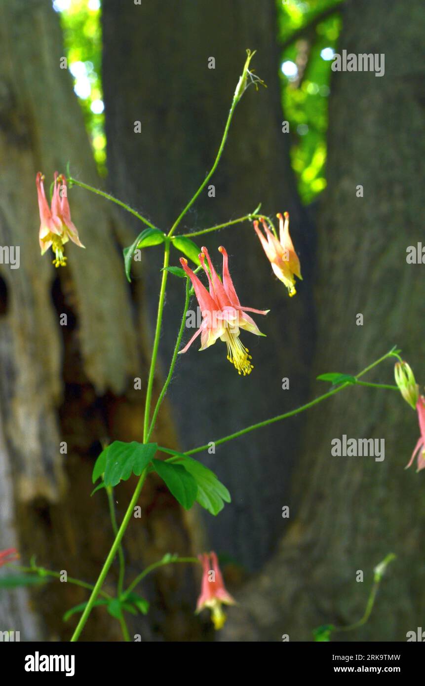Columbine flowers against dark background Stock Photo - Alamy