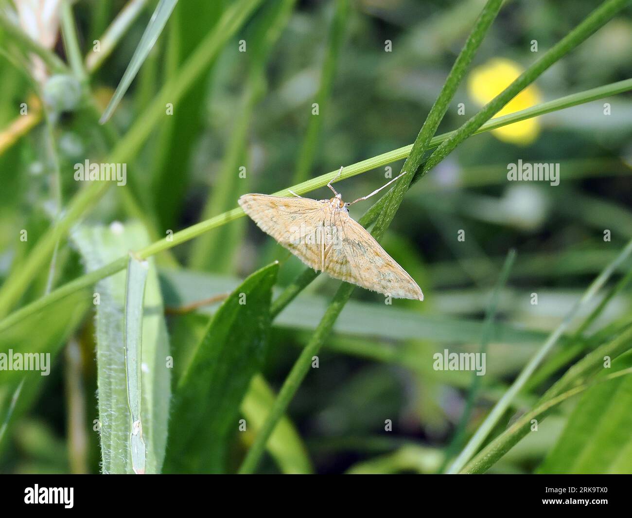 Lesser pearl moth hi-res stock photography and images - Alamy