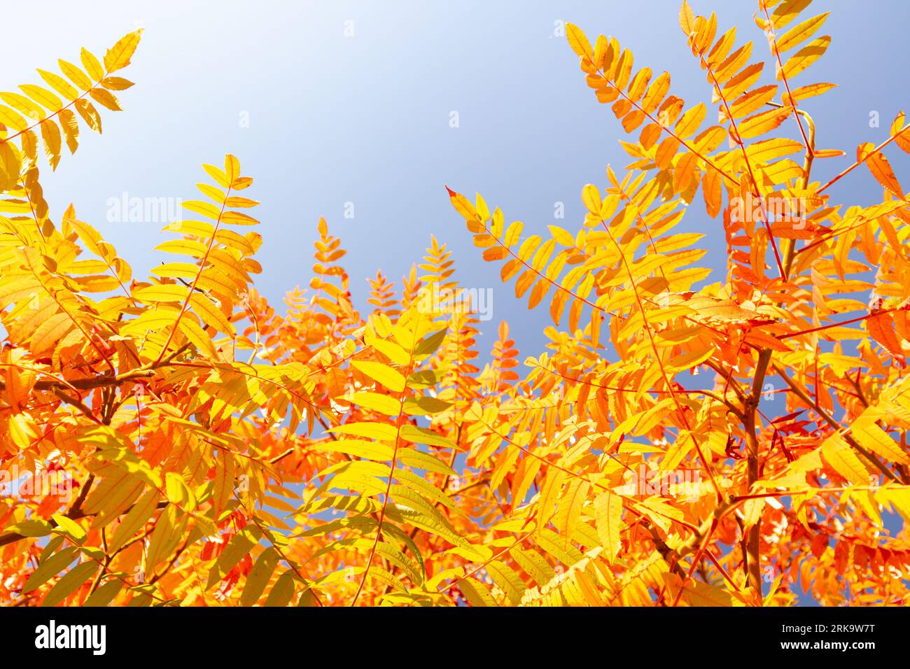 Autumn colored trees and leaves of Rhus typhina, the staghorn sumac ...