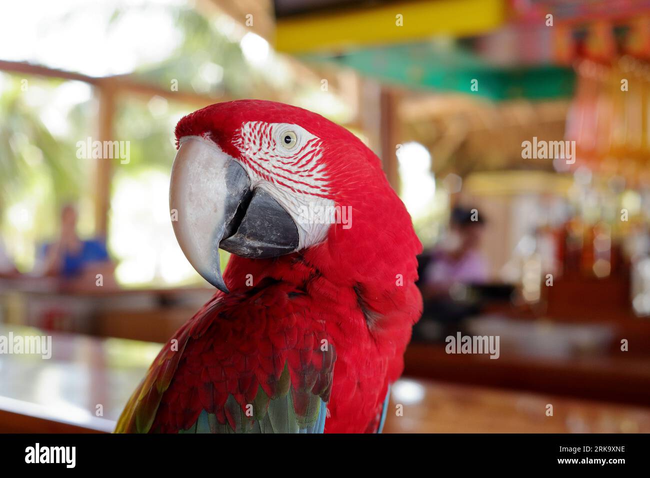 Green-wing Macaw Parrot looking over at a bar Stock Photo - Alamy