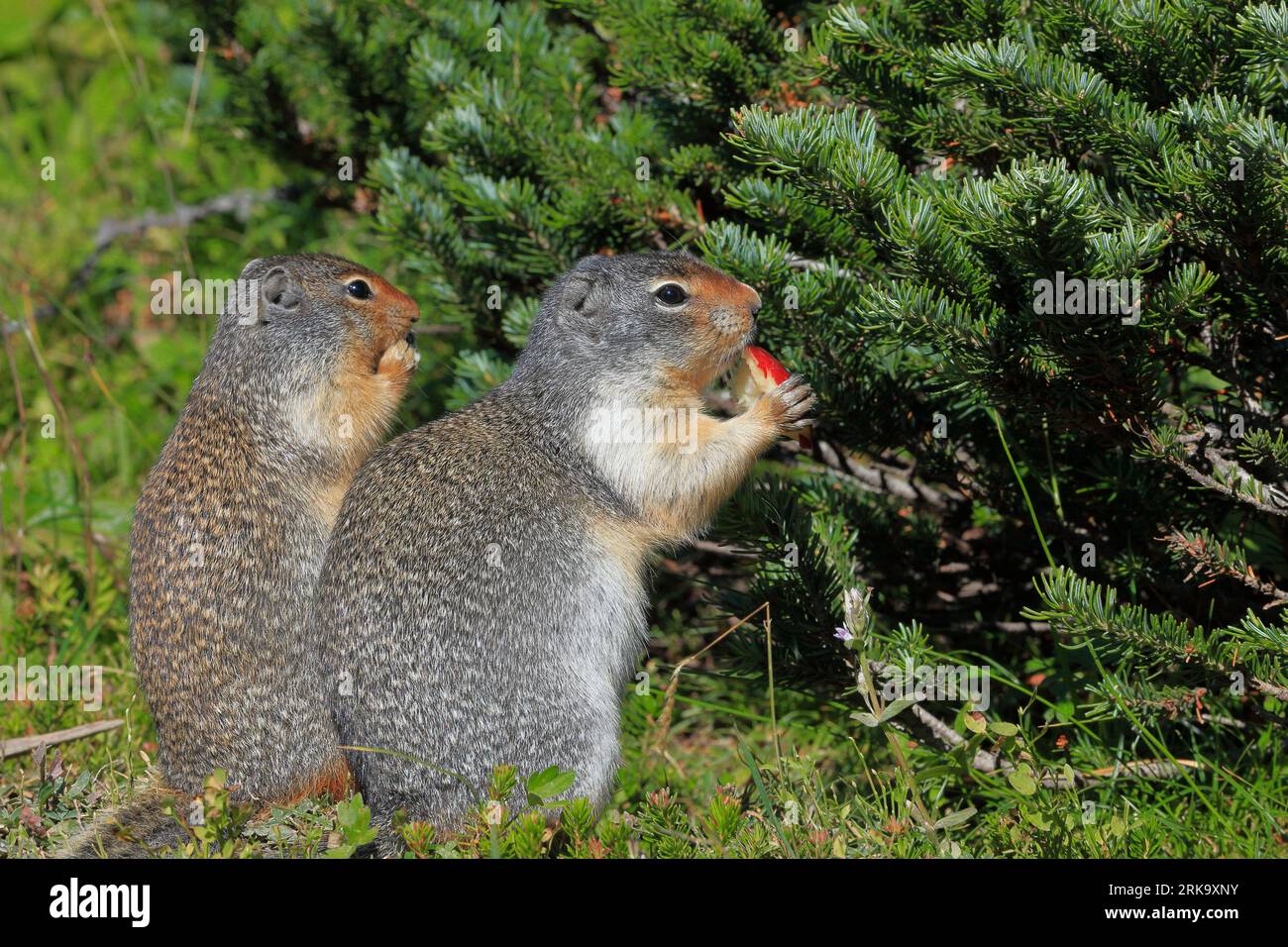Two marmots feeding Stock Photo - Alamy