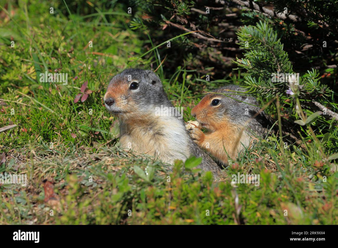 Curious marmots in Banff Canada Stock Photo - Alamy