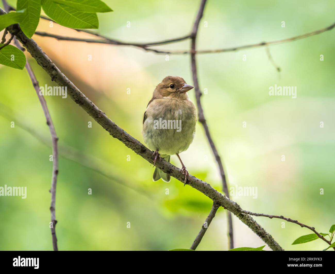 Common chaffinch female, Fringilla coelebs. Common chaffinch in ...