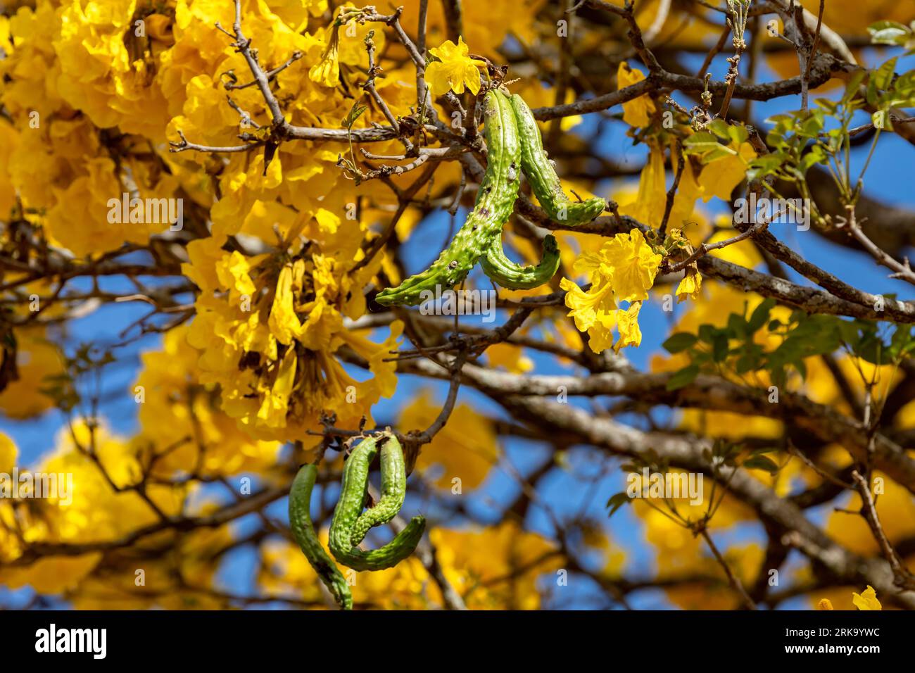 Natural Blooming Golden Trumpet Tree (in Portuguese: Ipe Amarelo ...