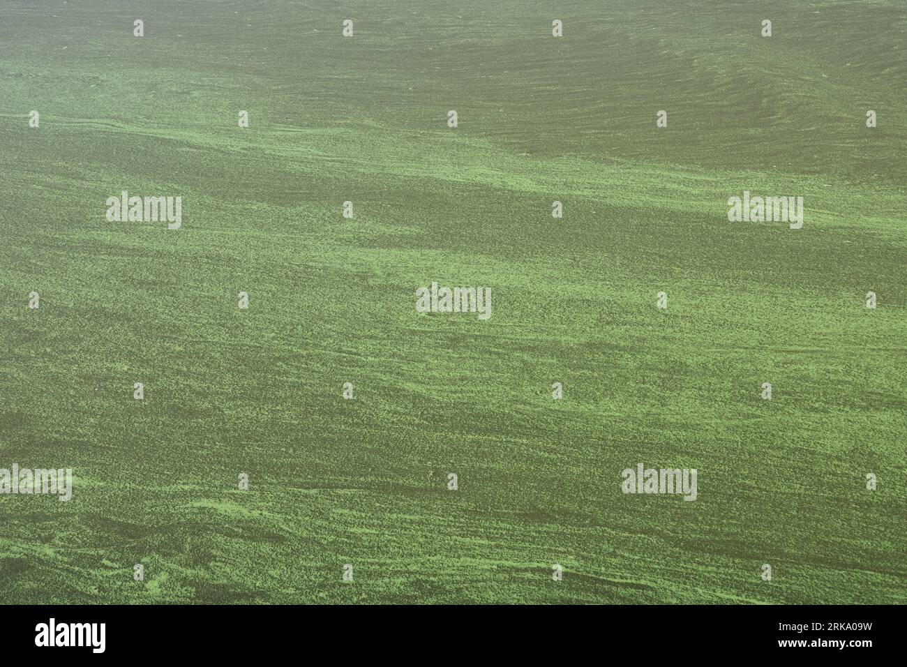 green background with algae pattern Stock Photo - Alamy