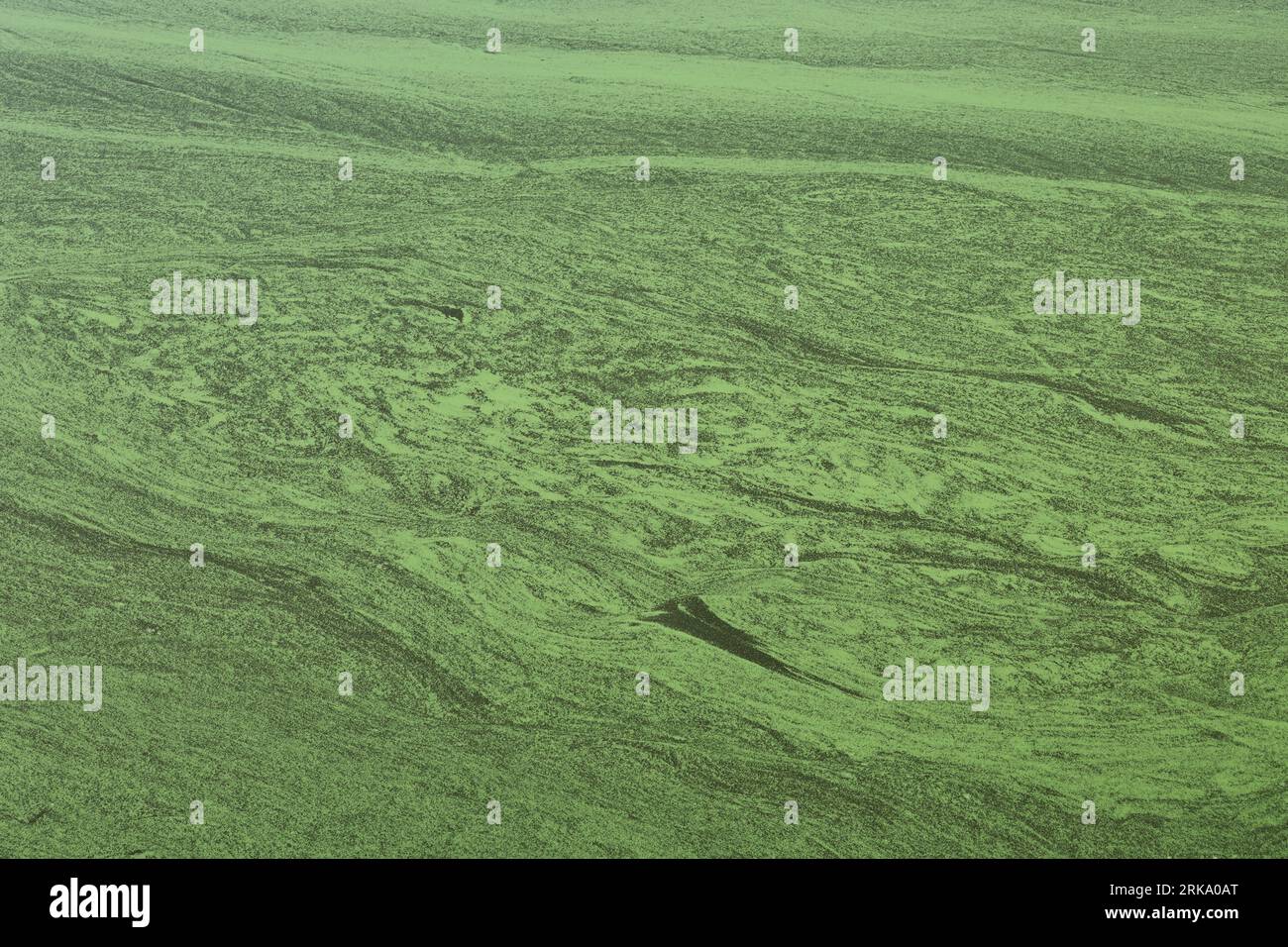 green background with algae pattern Stock Photo - Alamy