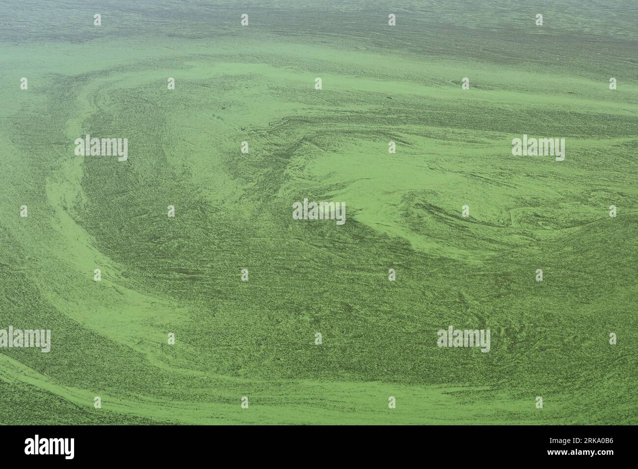 Algae pattern hi-res stock photography and images - Alamy
