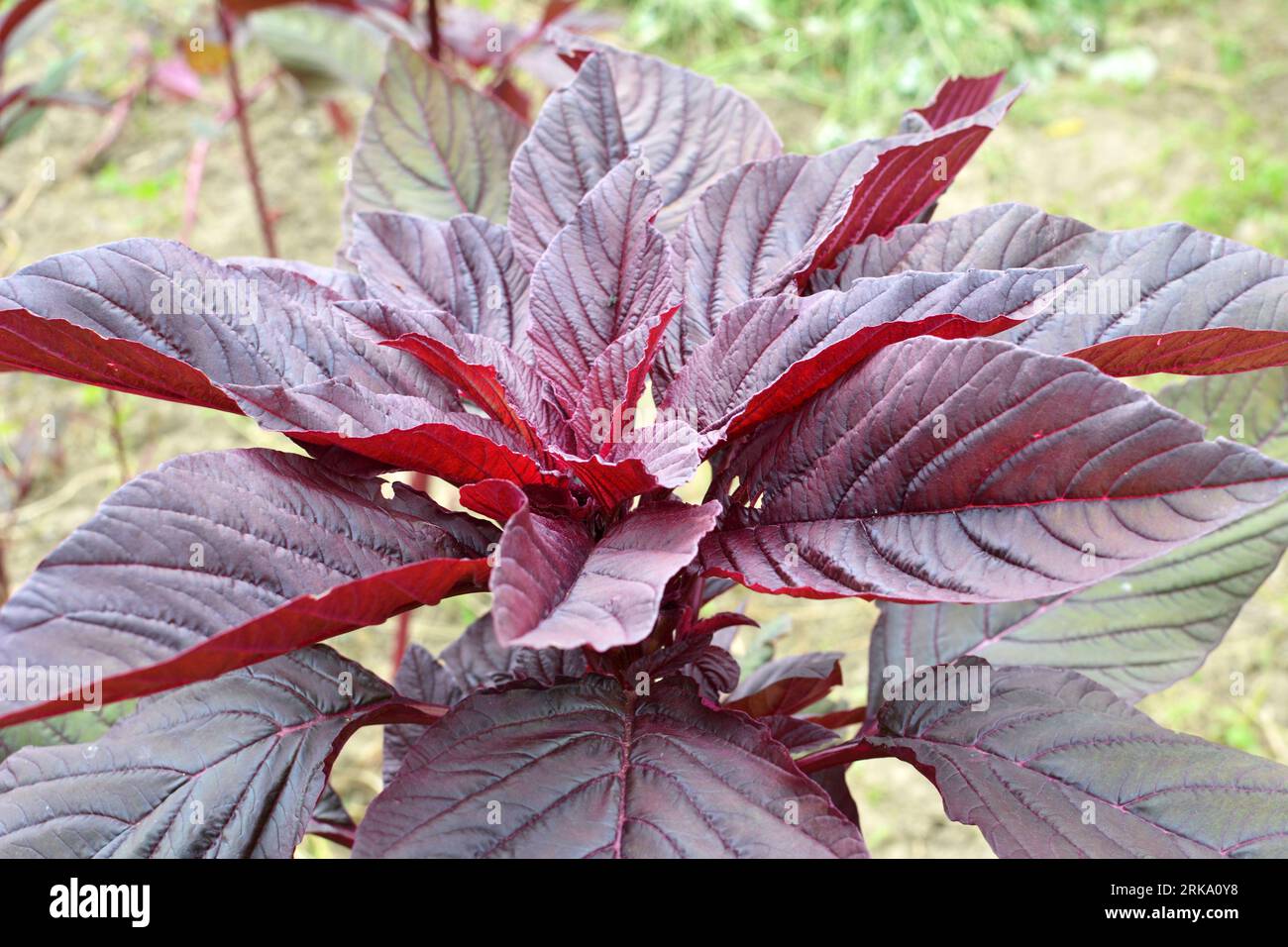 Amaranth leaves hi-res stock photography and images - Alamy