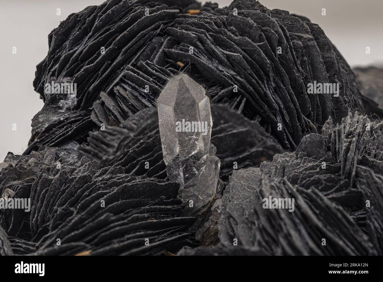 Clear quartz and dark calcite crystals on matrix displayed against a ...