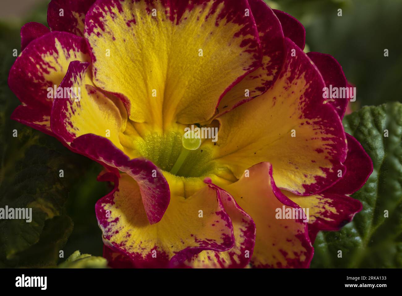 Vibrant yellow petals in detail hi-res stock photography and images - Alamy