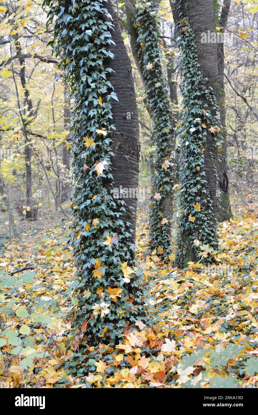 Ivy (Hedera helix) is a wild evergreen climbing plant that stretches ...
