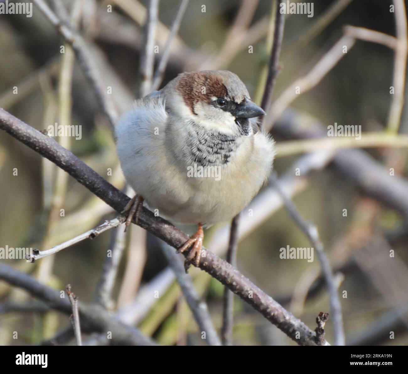 The house sparrow (Passer domesticus) sits on a branch in the wild ...