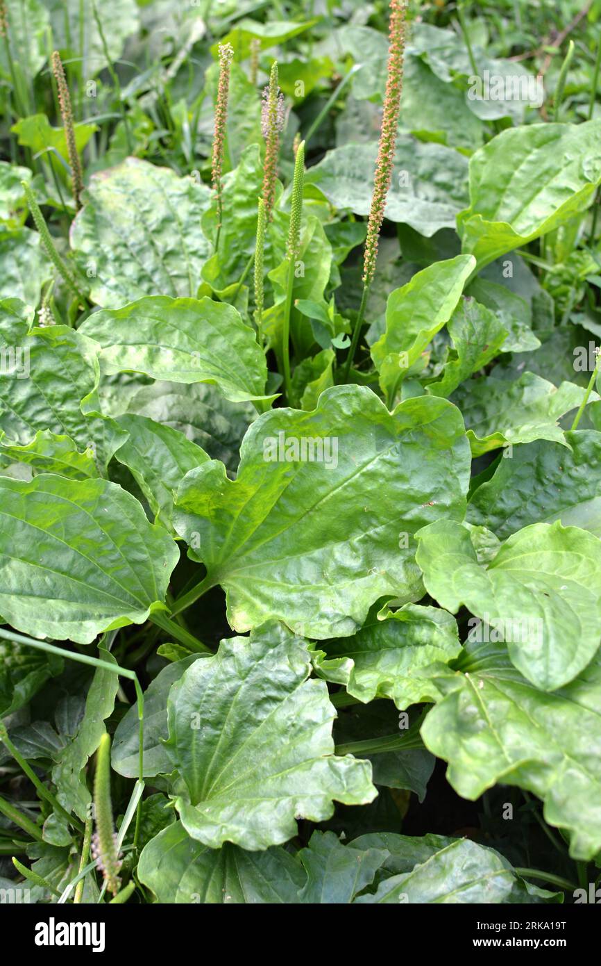 In summer, plantain (Plantago cornutii) grows in the wild Stock Photo ...