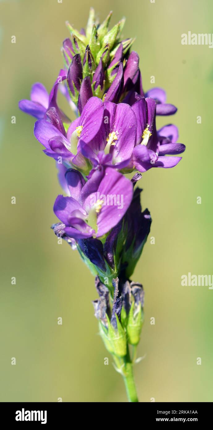 The field is blooming alfalfa, which is a valuable animal feed Stock ...